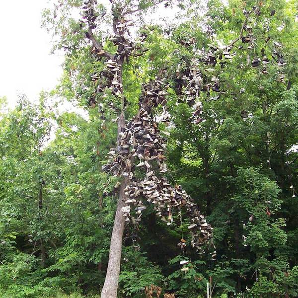 The Legendary Shoe Tree - Crawford County, Indiana